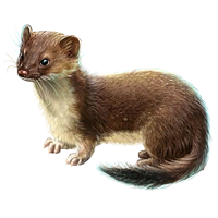 Stoat | Mafia Wars Wiki | FANDOM powered by Wikia