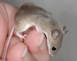 the small mouse – andreaosoriosite