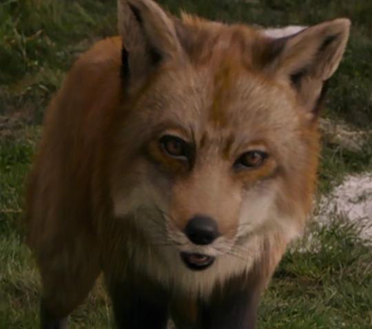Lis | Narnia Wiki | FANDOM powered by Wikia Lis | Narnia Wiki | FANDOM powered by Wikia