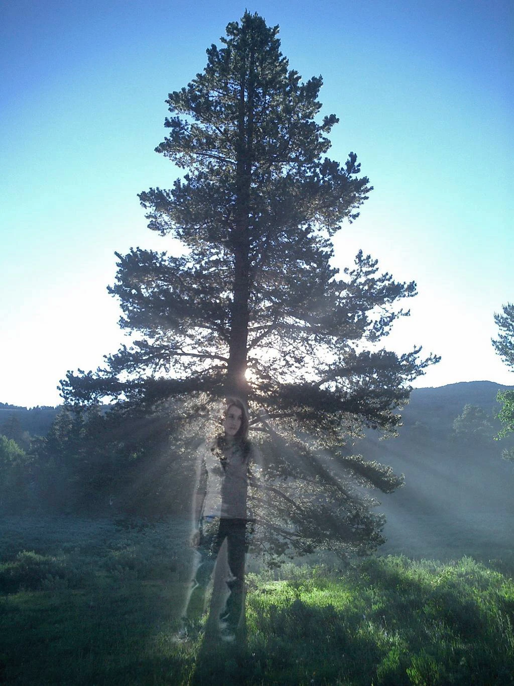 Image - Pine tree copy.jpg | Riordan Wiki | Fandom powered by Wikia