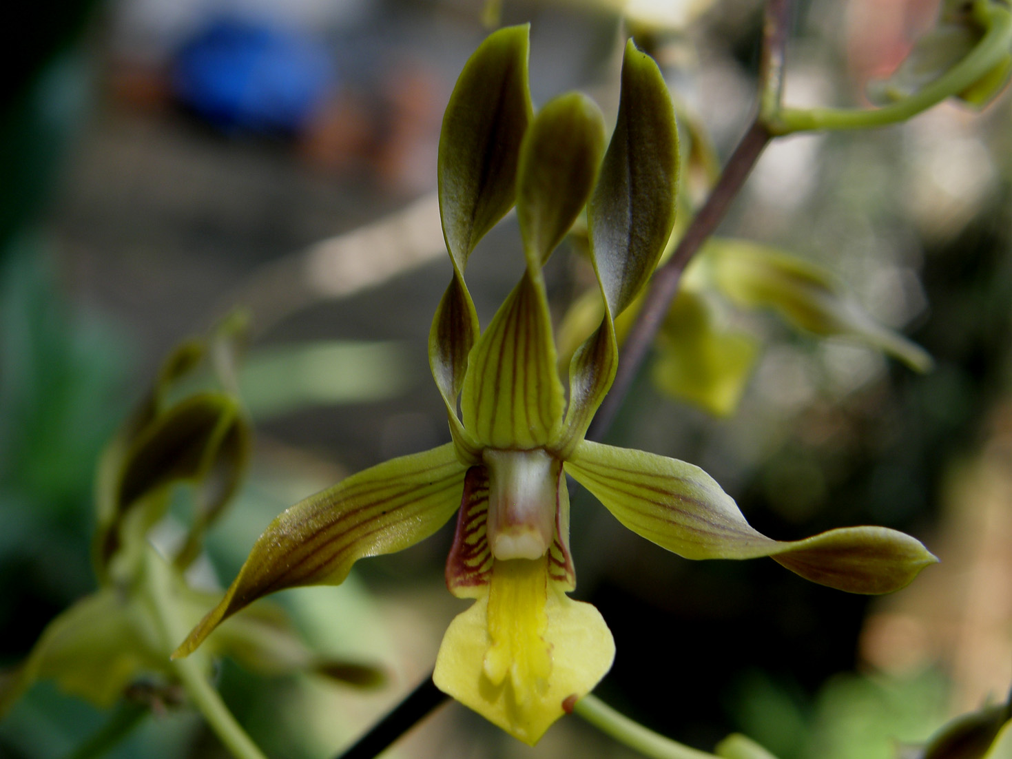 Dendrobium Johannis Orchids Wiki Fandom Powered By Wikia