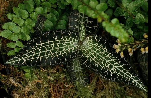 Goodyera hispida | Orchids Wiki | FANDOM powered by Wikia