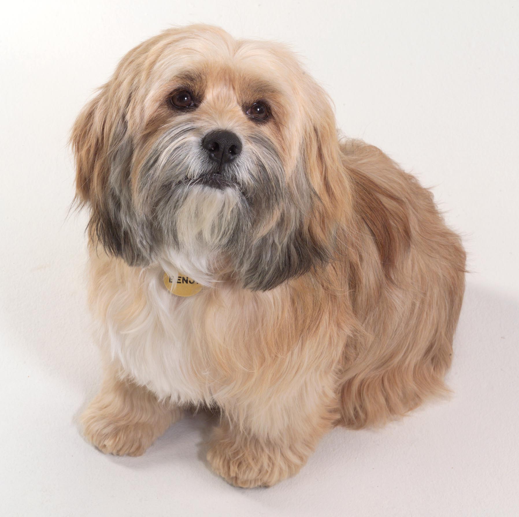 Benji Heroes Wiki Fandom Powered By Wikia