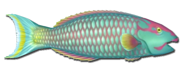Parrot Fish | Pirates Online Wiki | Fandom powered by Wikia