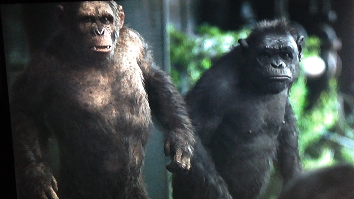 Image - Gray and Stone.jpeg | Planet of the Apes Wiki | Fandom powered ...