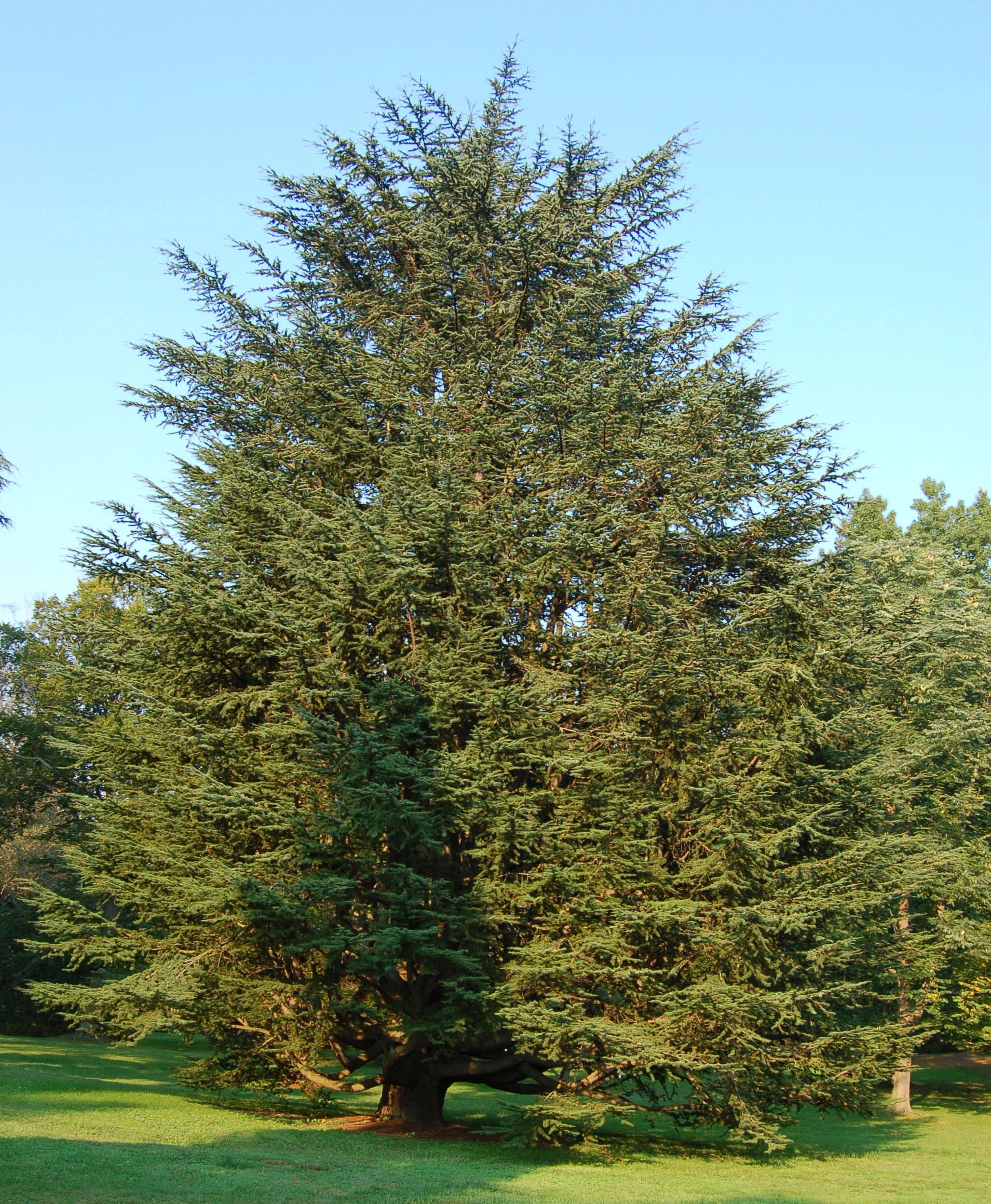 Cedrus atlantica | Plants Wiki | FANDOM powered by Wikia
