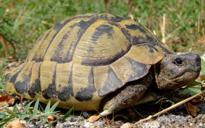 Hermann's tortoise | Prehistoric Park Wiki | FANDOM powered by Wikia