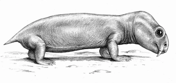 Robertia | Wiki Prehistórico | Fandom powered by Wikia