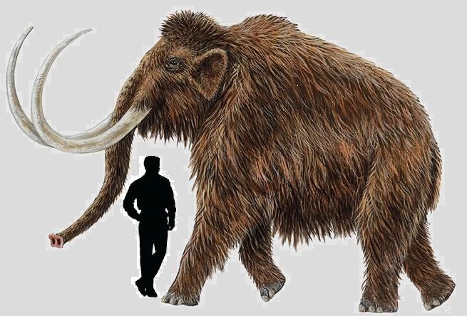 L’estinzione della megafauna – Movimento dei Caproni