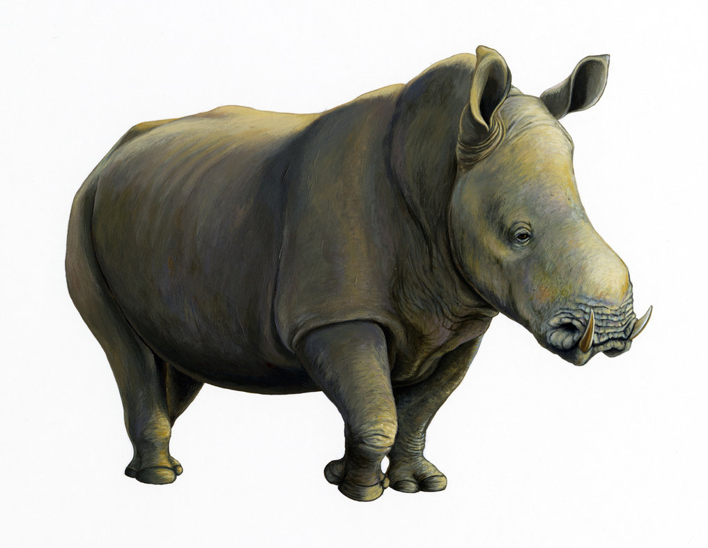 Chilotherium Wiki Prehistórico Fandom Powered By Wikia