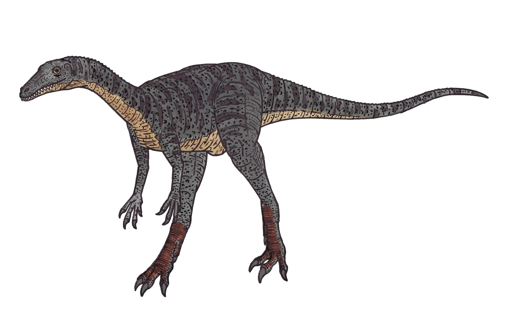 Saltopus | Wiki Prehistórico | FANDOM powered by Wikia