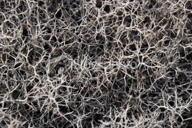 The Wall of Thorns | Prydain Wiki | FANDOM powered by Wikia