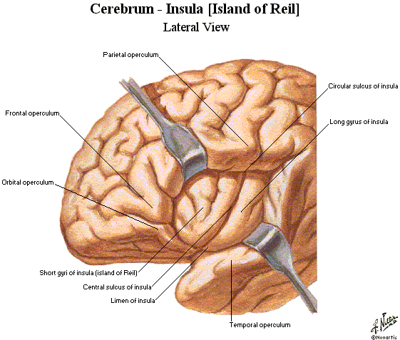 Cerebral sulci:Circular sulcus | RANZCRPart1 Wiki | FANDOM powered by Wikia