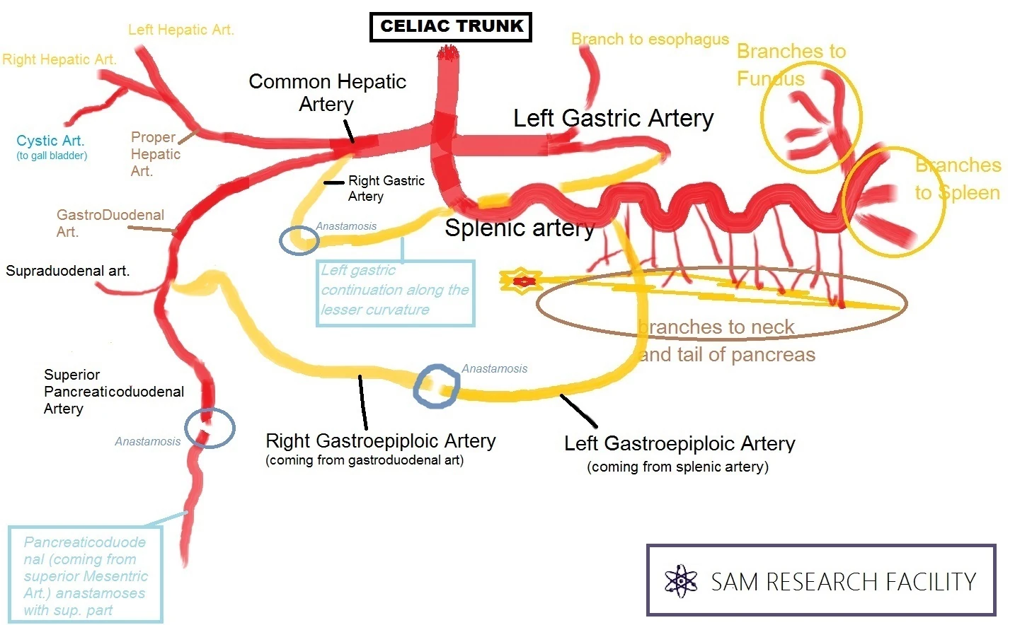 Abdomen:Visceral arteries:Celiac | RANZCRPart1 Wiki | Fandom powered by ...