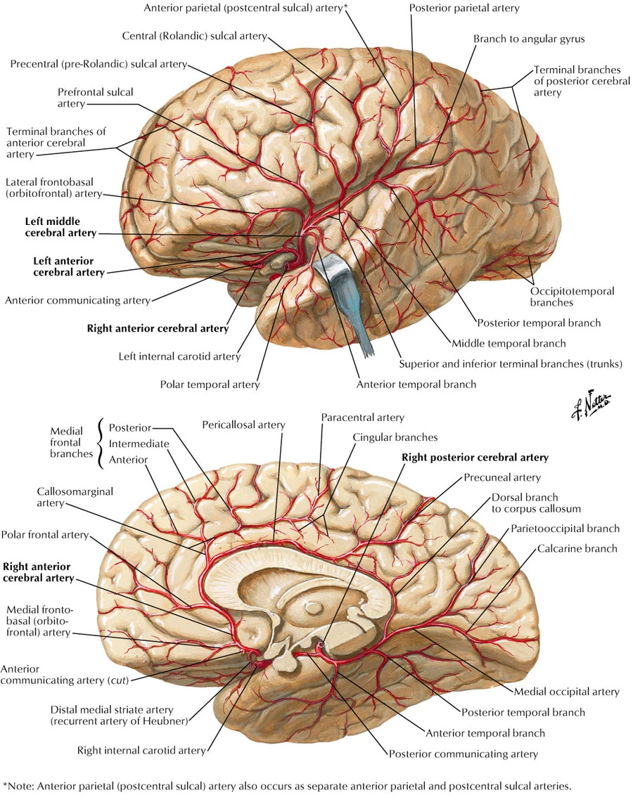 Posterior Cerebral Artery Distribution Brain And Meninges
