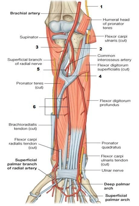 Arterial structure:Radial & Ulnar:Ulnar | RANZCRPart1 Wiki | FANDOM ...