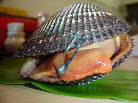 Ark clam | Recipes Wiki | FANDOM powered by Wikia
