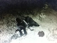 Chupacabra | Red Dead Wiki | FANDOM powered by Wikia