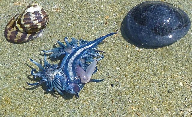 Imagen - Dragon azul 8.png | Wiki Reino Animalia | FANDOM powered by Wikia