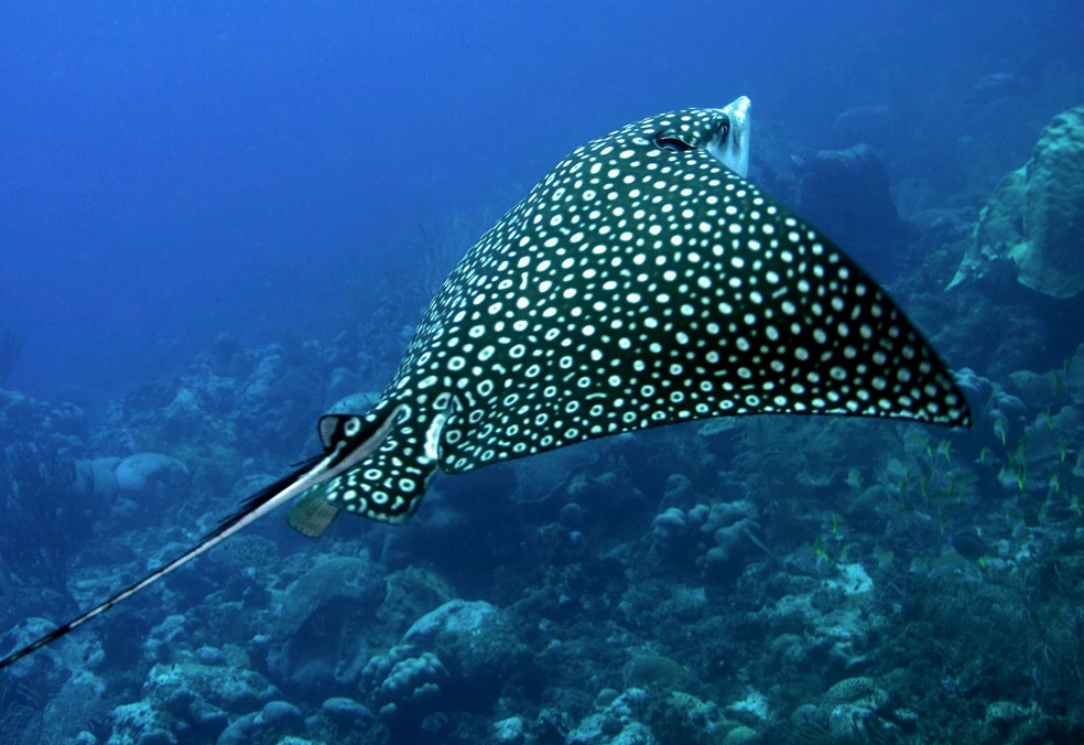 Raya Jaspeada | Wiki Reino Animalia | FANDOM powered by Wikia