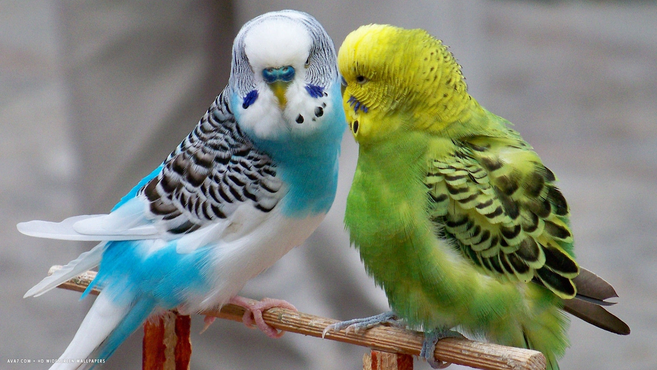 Imagen - Perico australiano 3.png | Wiki Reino Animalia | FANDOM ...