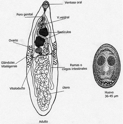 Platelmintos - Wiki Reino Animalia