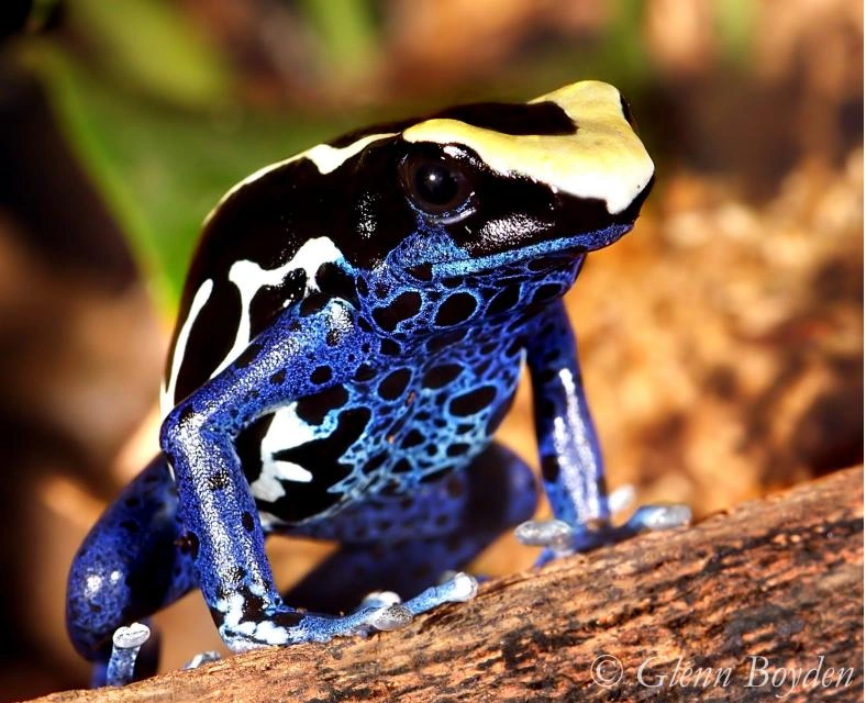 Anfibios | Wiki Reino Animalia | FANDOM powered by Wikia