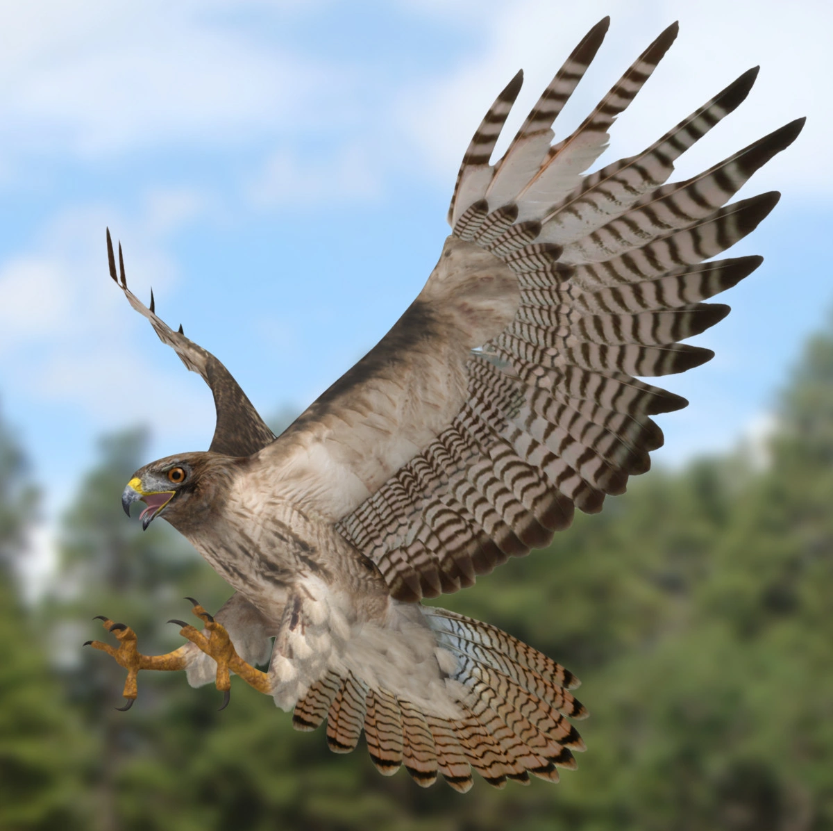 Imagen - Gavilan colirrojo 7.png | Wiki Reino Animalia | FANDOM powered ...