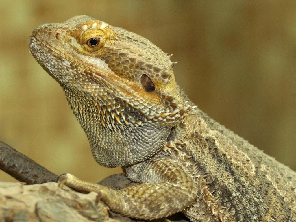 Bearded Dragon | Reptipedia | Fandom powered by Wikia