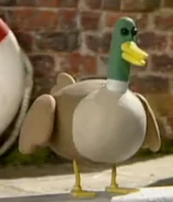 Duck | Shaun the Sheep Wiki | Fandom powered by Wikia