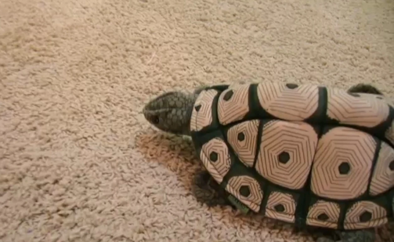 Category:Turtles | SuperMarioLogan Wiki | Fandom powered by Wikia