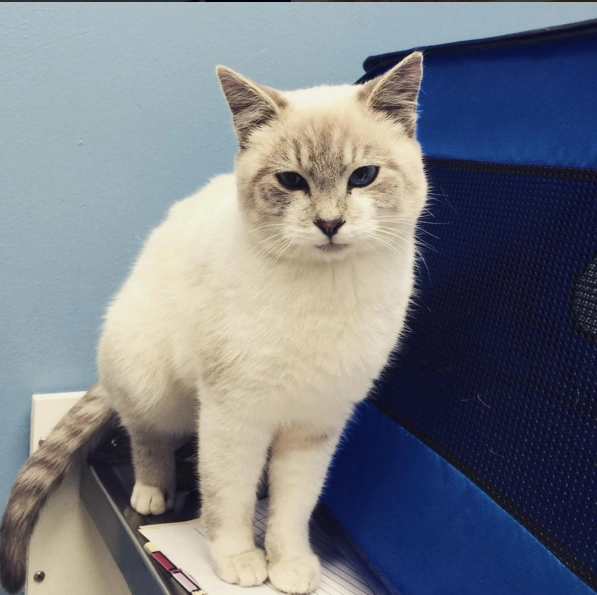 Milquetoast | StacyPlays Wiki | Fandom powered by Wikia