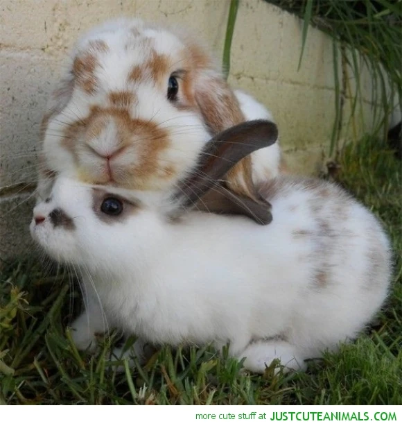 Image - Cute-animals-pictures-bunny-rabbits-hugging.jpg | Steven ...