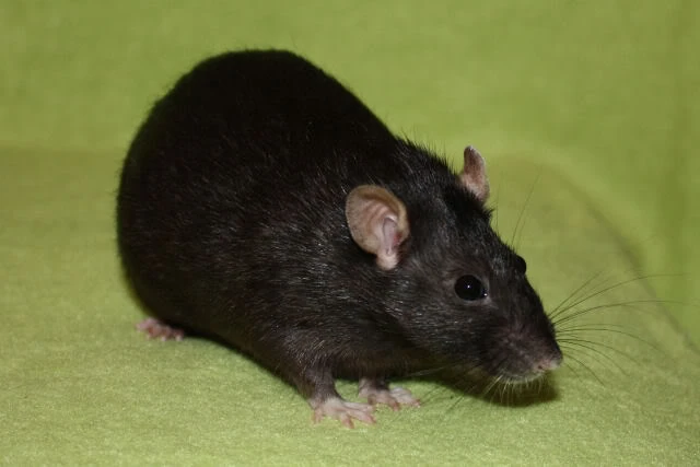 Dumbo | Tamme Ratten wiki | FANDOM powered by Wikia