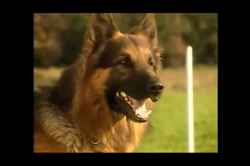 Rebecca's Dogs | Teletubbies Wiki | Fandom powered by Wikia