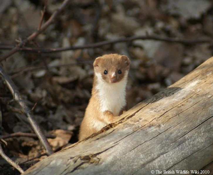 Weasel | British Wildlife Wiki | FANDOM powered by Wikia
