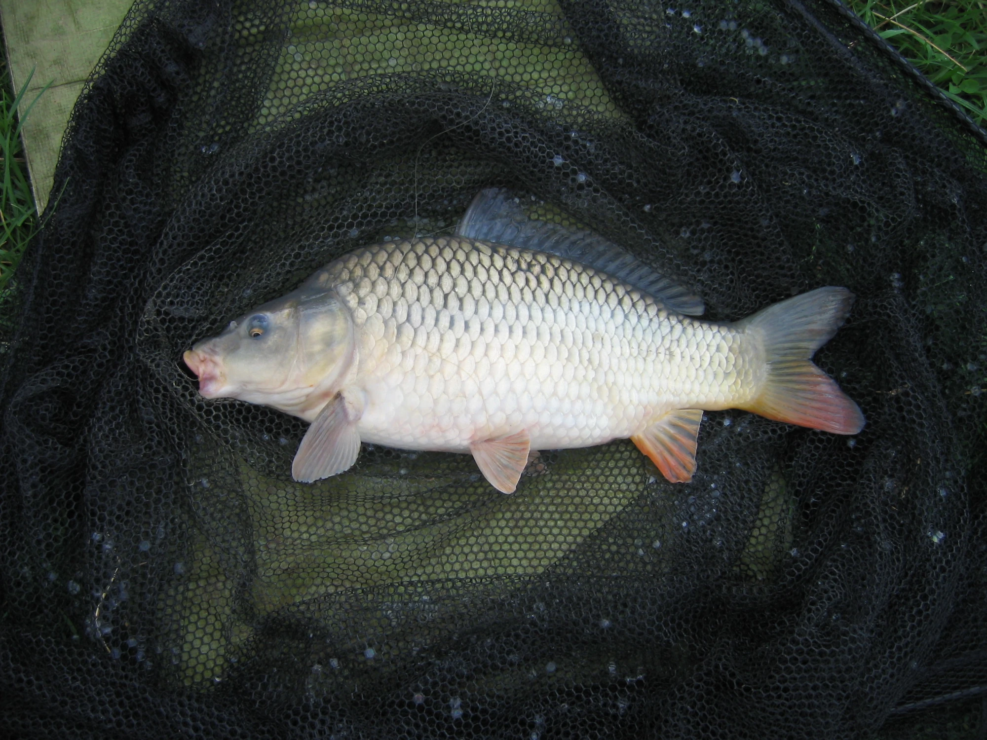 Common Carp | British Wildlife Wiki | Fandom powered by Wikia