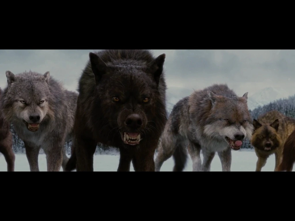 Image - Uley pack.jpg | Twilight Saga Wiki | FANDOM powered by Wikia