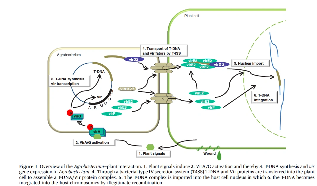 Agrobacterium tumefaciens | UVM Genetics & Genomics Wiki | FANDOM ...