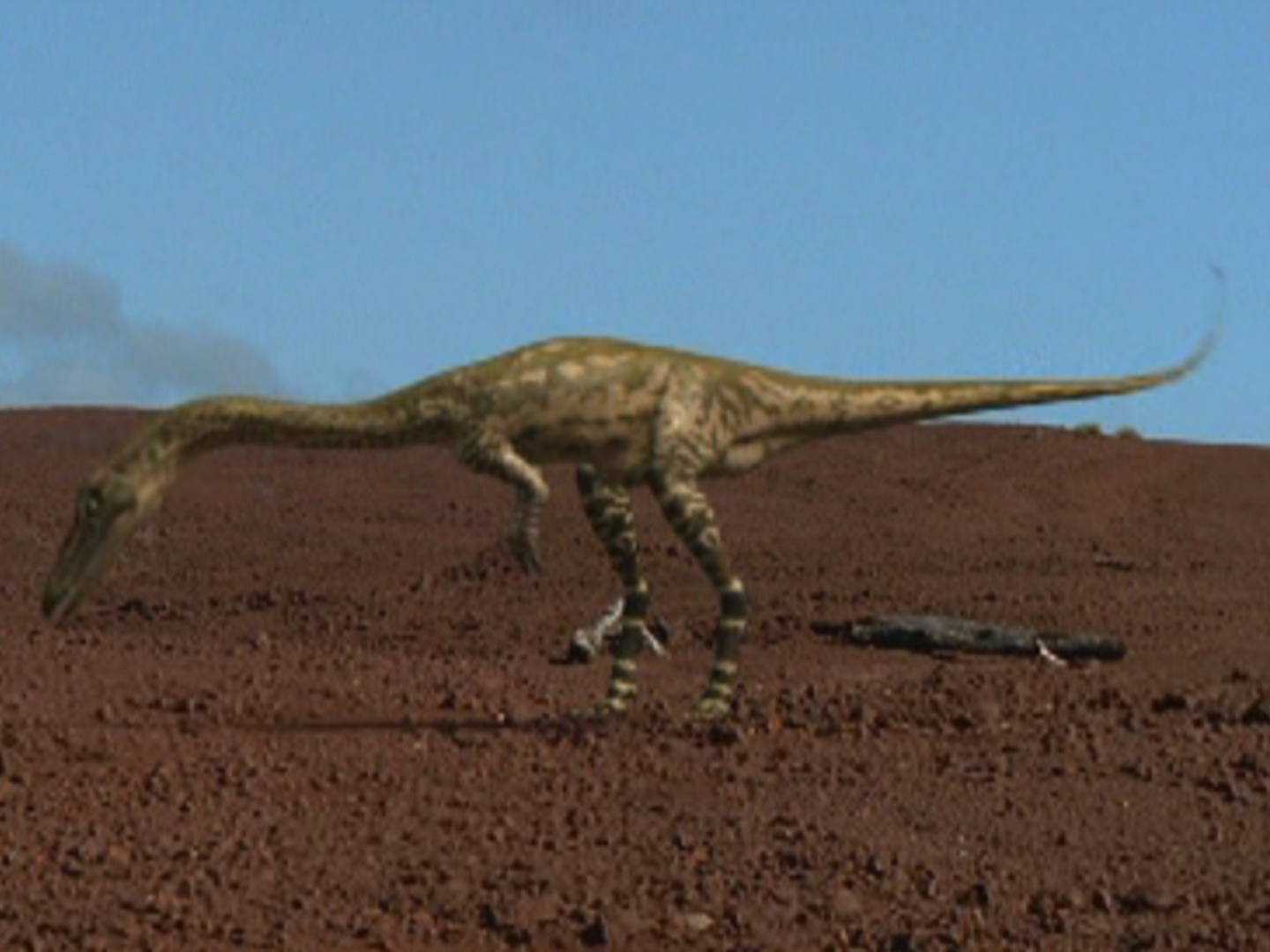 Image Wwd1x1 Coelophysis Walking With Wikis Fandom Powered By
