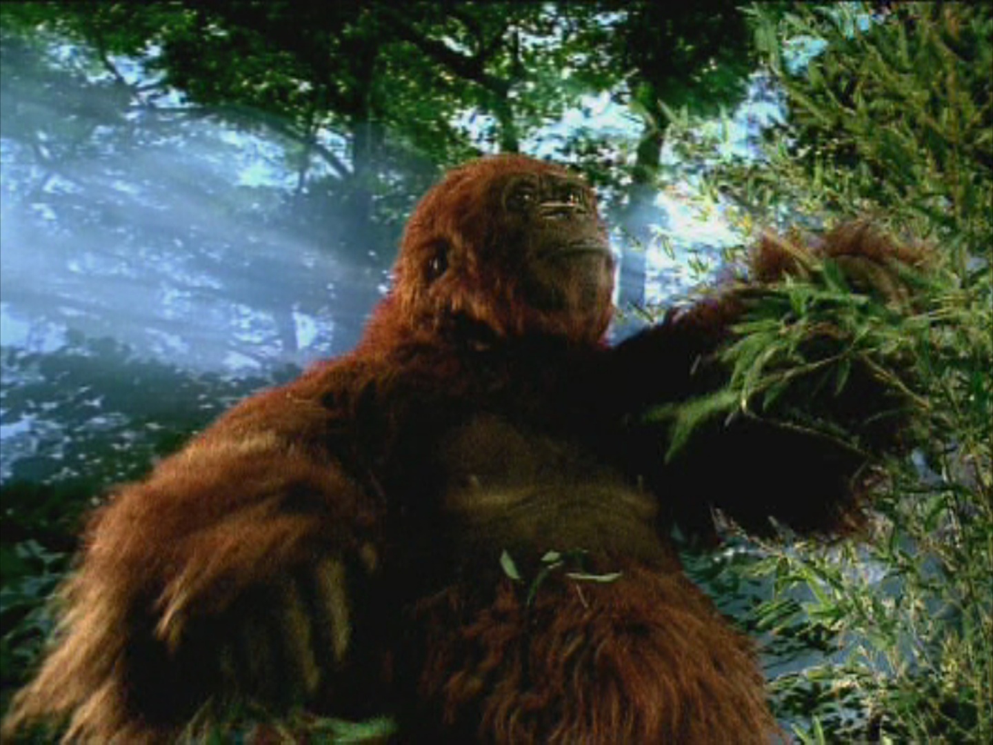 Gigantopithecus | Walking With Wikis | FANDOM powered by Wikia Gigantopithecus | Walking With Wikis | FANDOM powered by Wikia