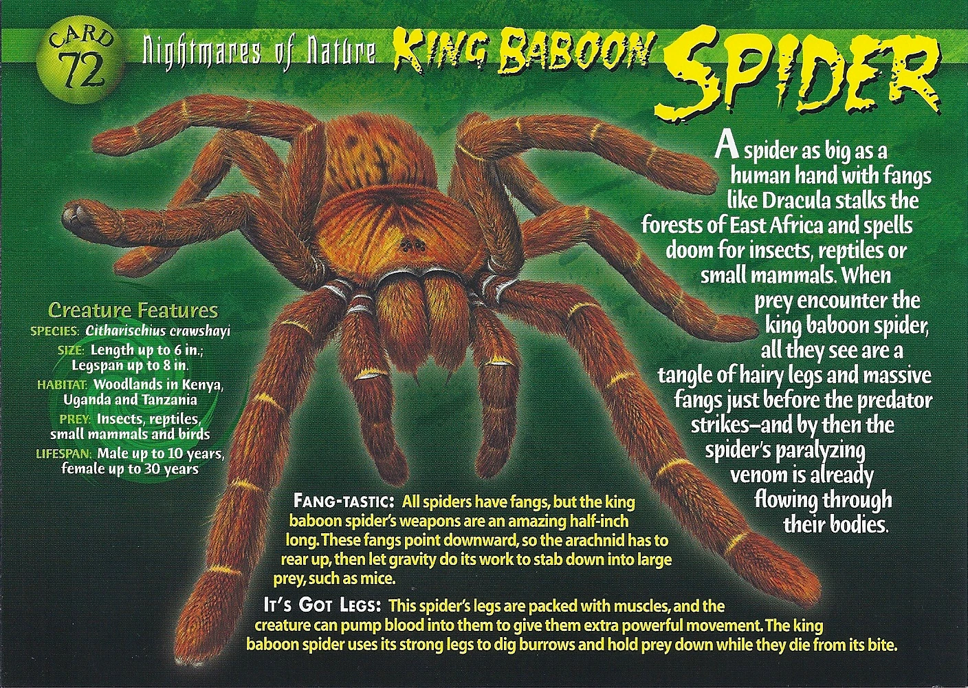 King Baboon Spider Bite TARANTULA KING Pelinobius Muticus (King