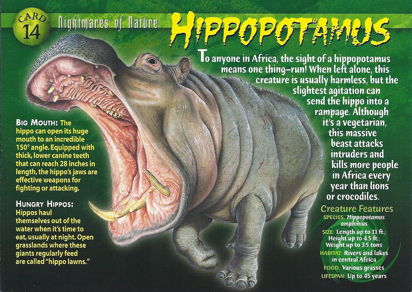 Hippopotamus | Wierd N'wild Creatures Wiki | FANDOM powered by Wikia