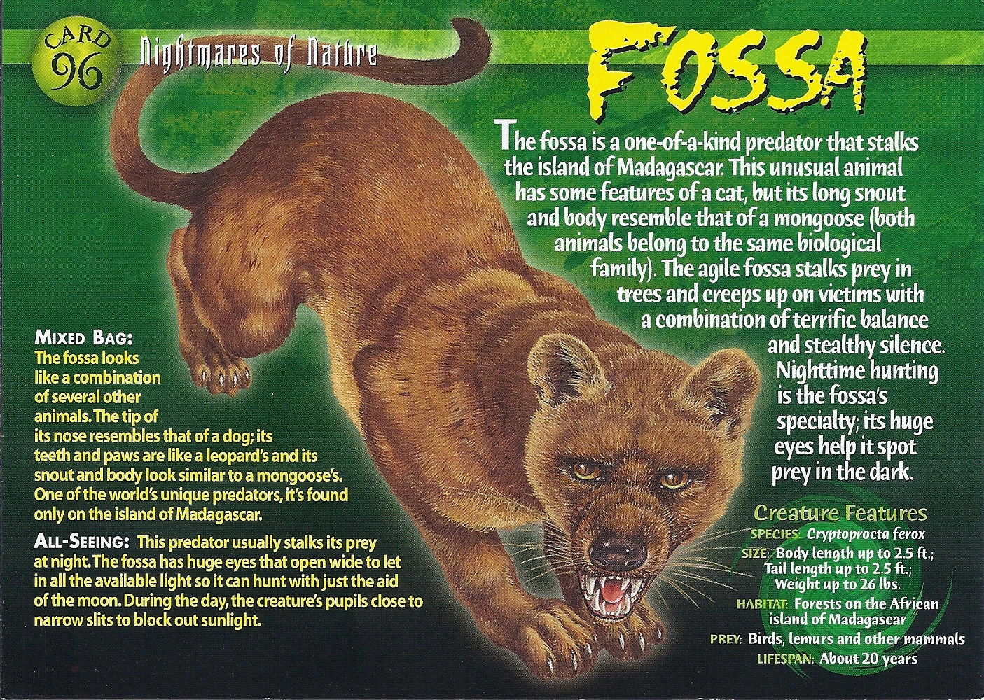 Image - Fossa front.jpg | Wierd N'wild Creatures Wiki | Fandom powered ...
