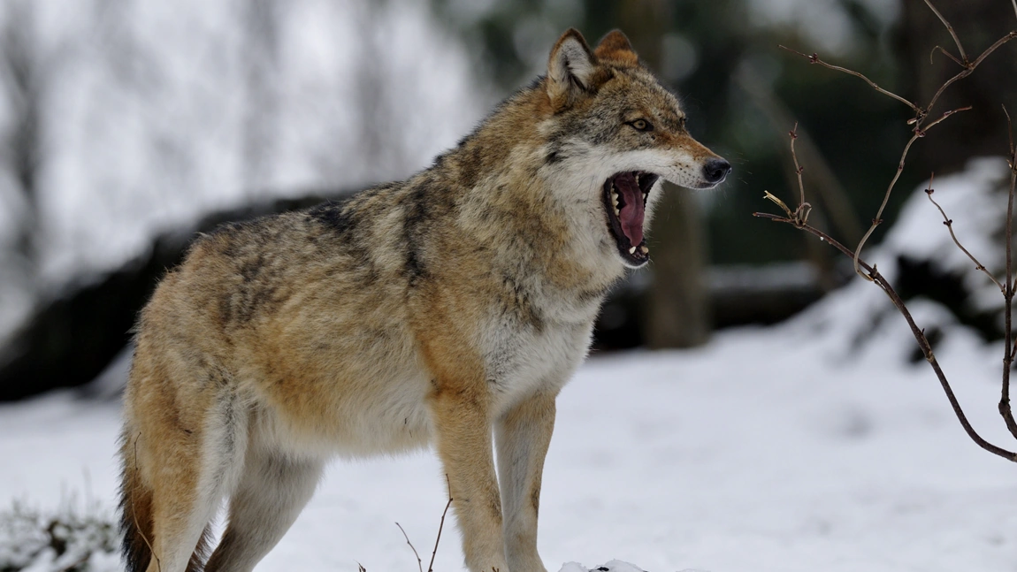 Wolf | Wolf Wiki | Fandom powered by Wikia