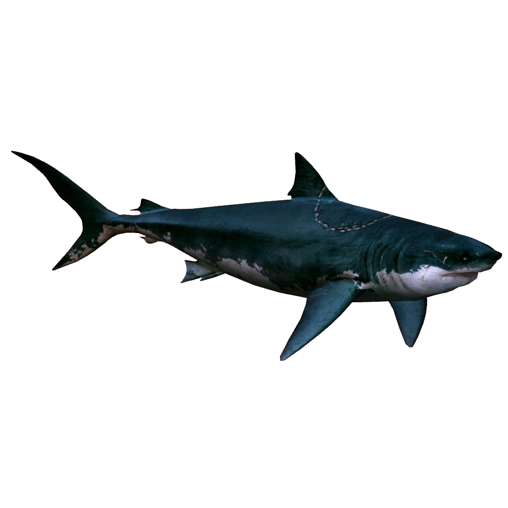 Ginsu Shark (Royboy407) | ZT2 Download Library Wiki | FANDOM powered by ...