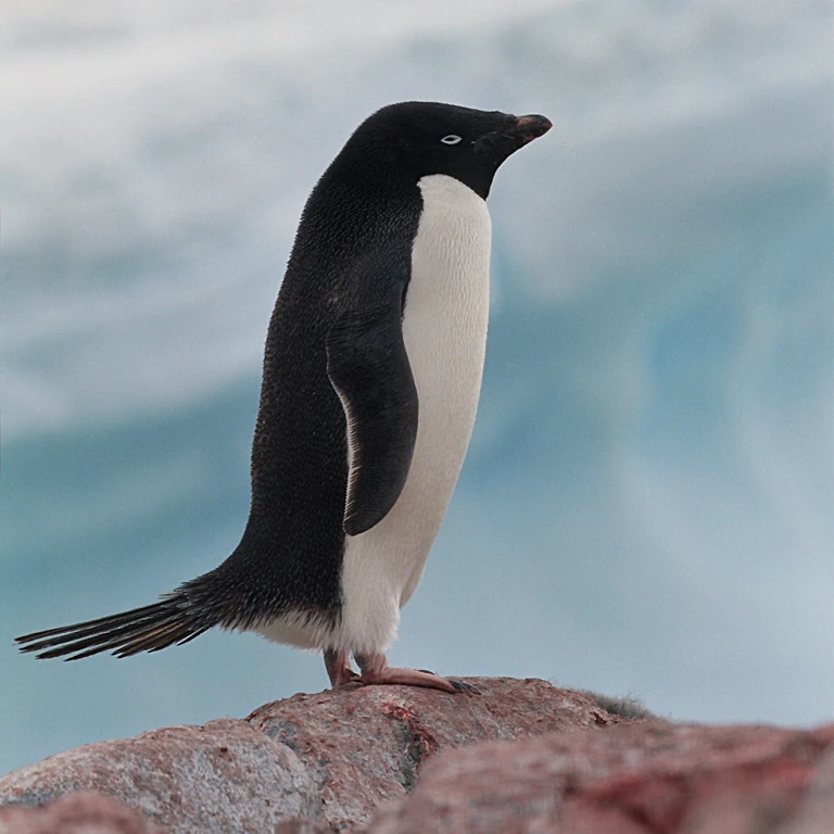 Pingwin Adeli | Zwierzaki Wiki | Fandom powered by Wikia